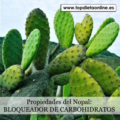 Propiedades del nopal: bloqueador de carbohidratos | TopDietaOnline